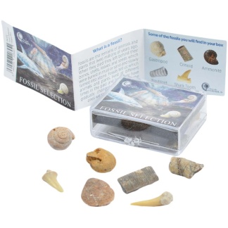 Mini Fossil Box (Display of 48) - Science and Nature New Zealand