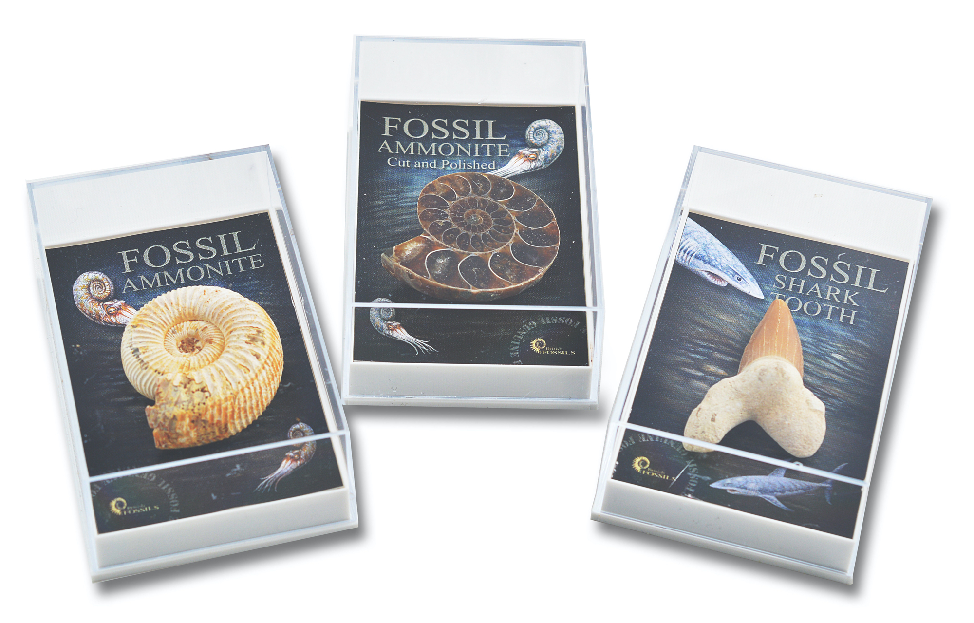 Fossils - Science and Nature New Zealand